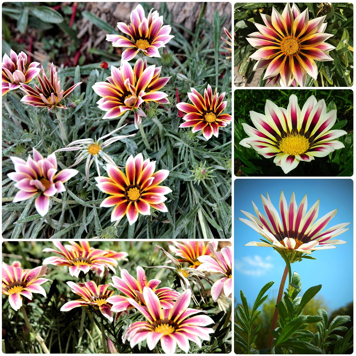 SEBIOLA Gazania Seeds - 1000 Non-GMO Flower MHD1Seeds for Planting ...