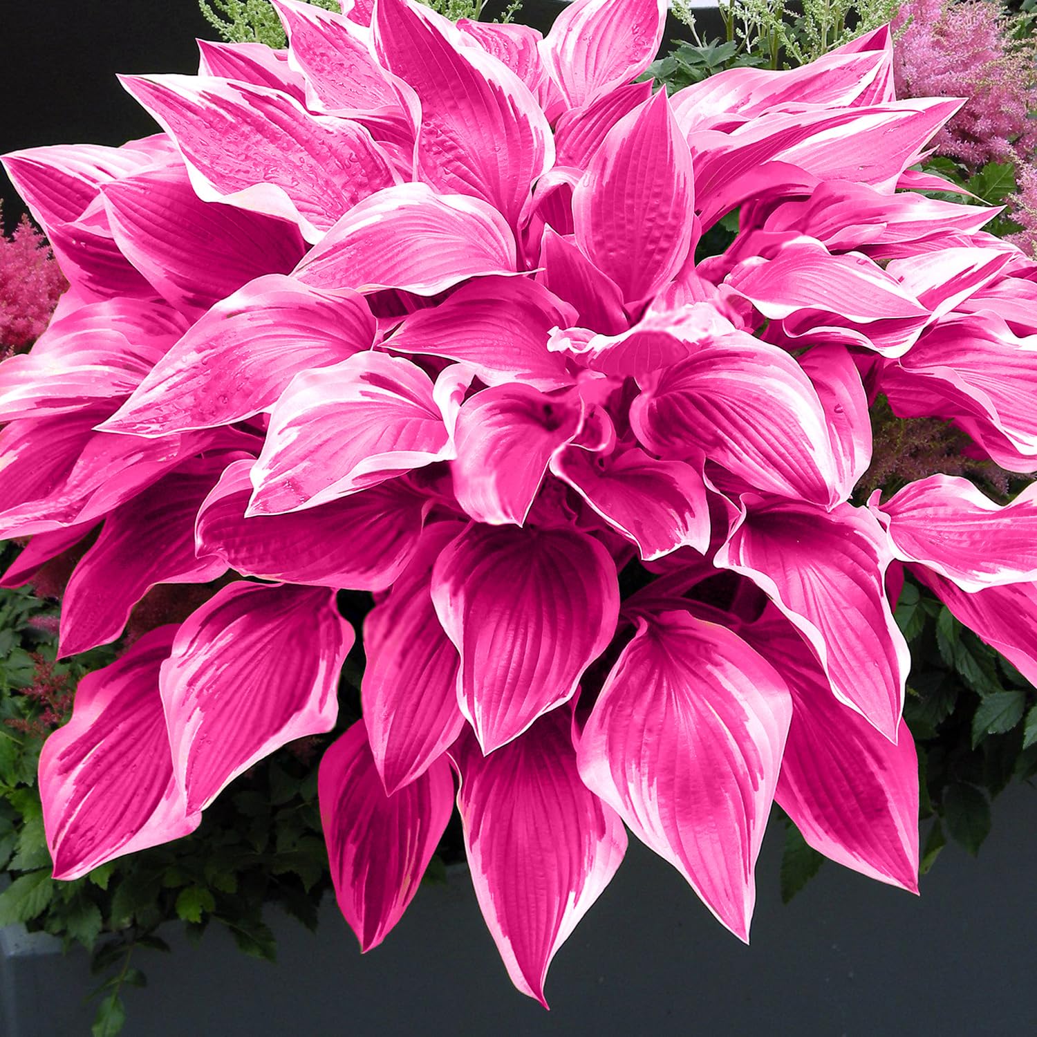 SEBIOLA Hosta Seeds - 100 Pink Hosta Plants in Outdoor& Indoor Seed ...