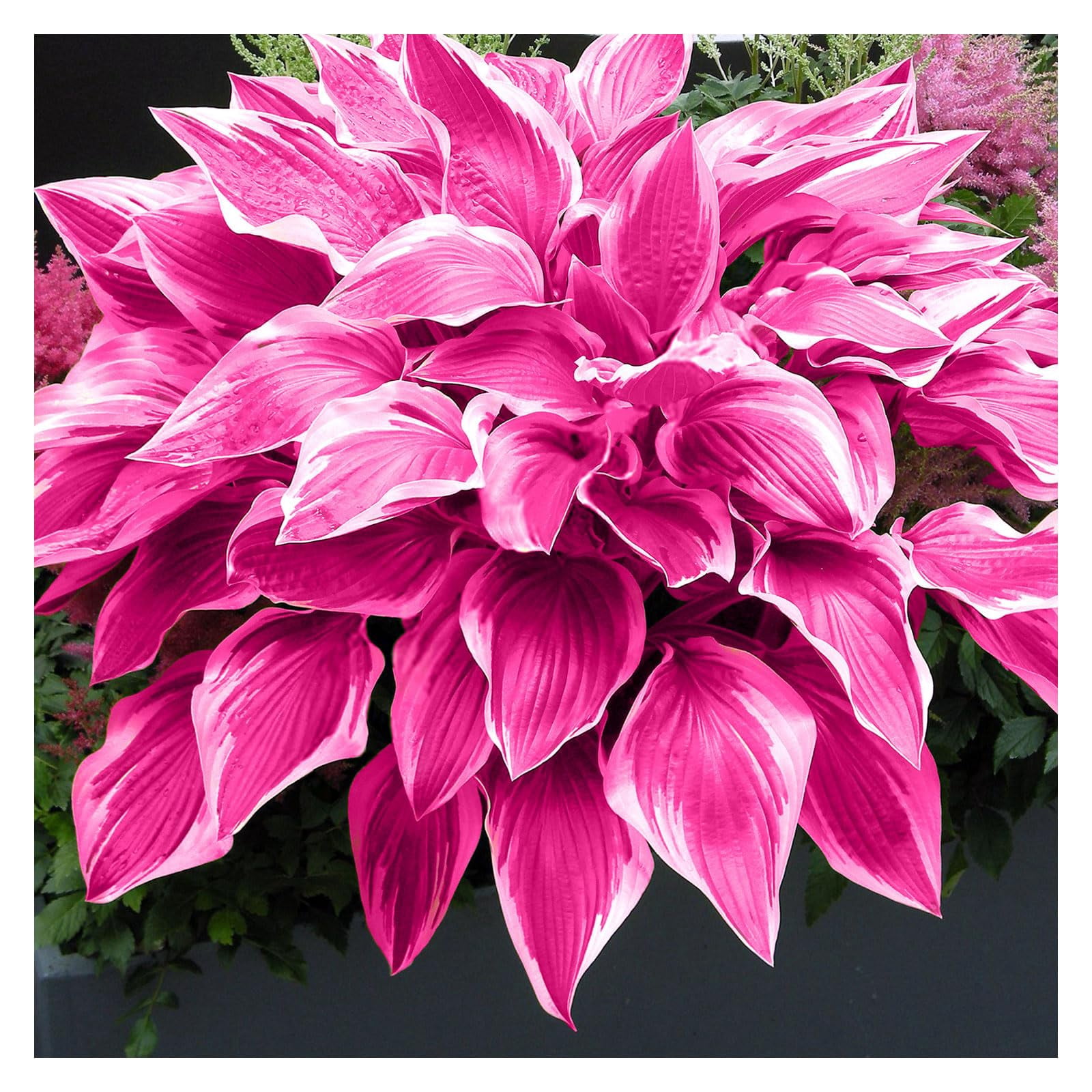 SEBIOLA Hosta Seeds - 100 Pink SMRHosta Plants in Outdoor& Indoor Seed ...