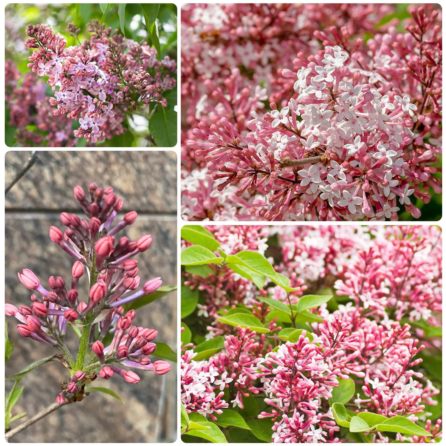 SEBIOLA Lilac SeedsEGSC for Planting - 300 Premium White & Pink Flower ...
