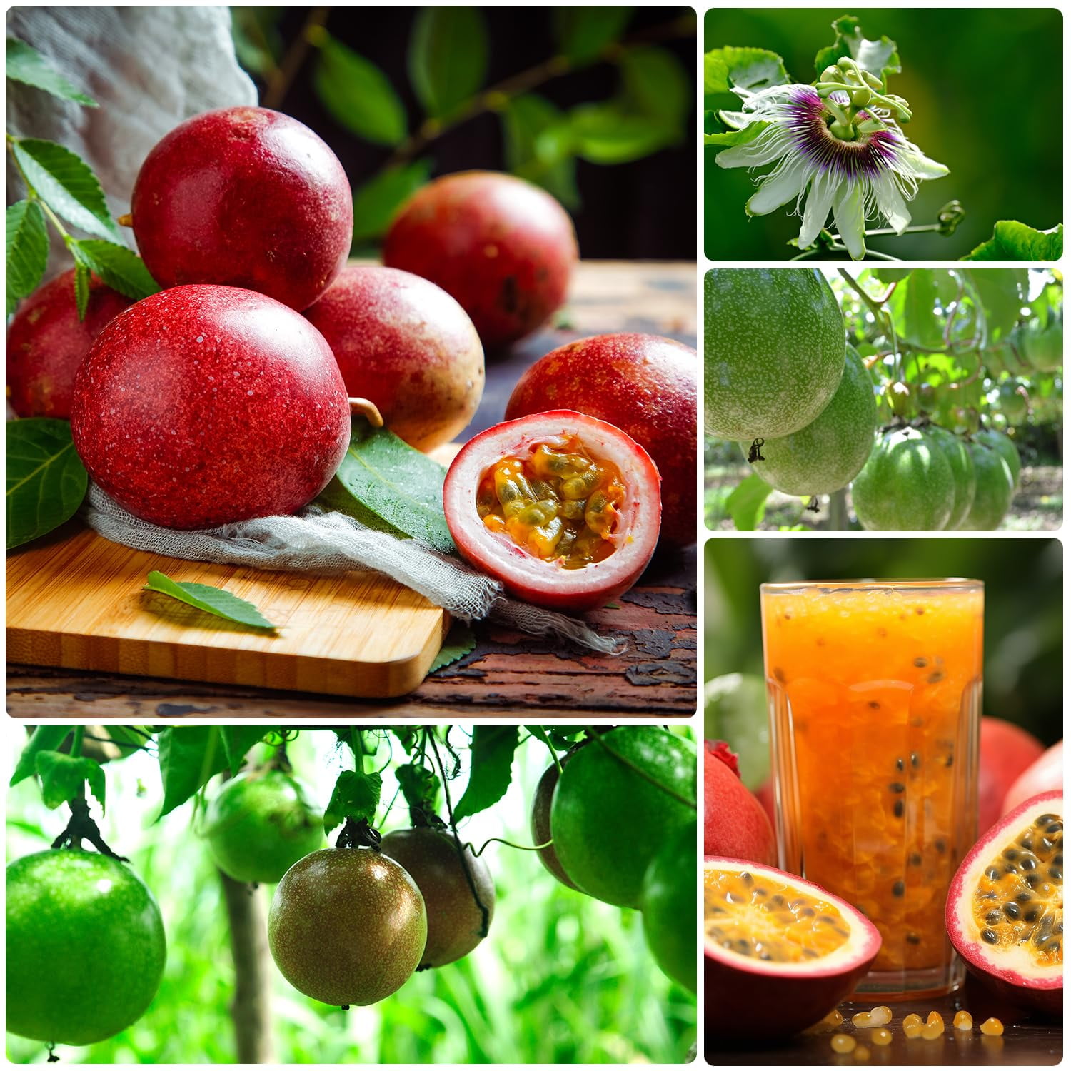 SEBIOLA Passion FruitUMRT Seeds 300 Count - Purple-Skinned Variety ...