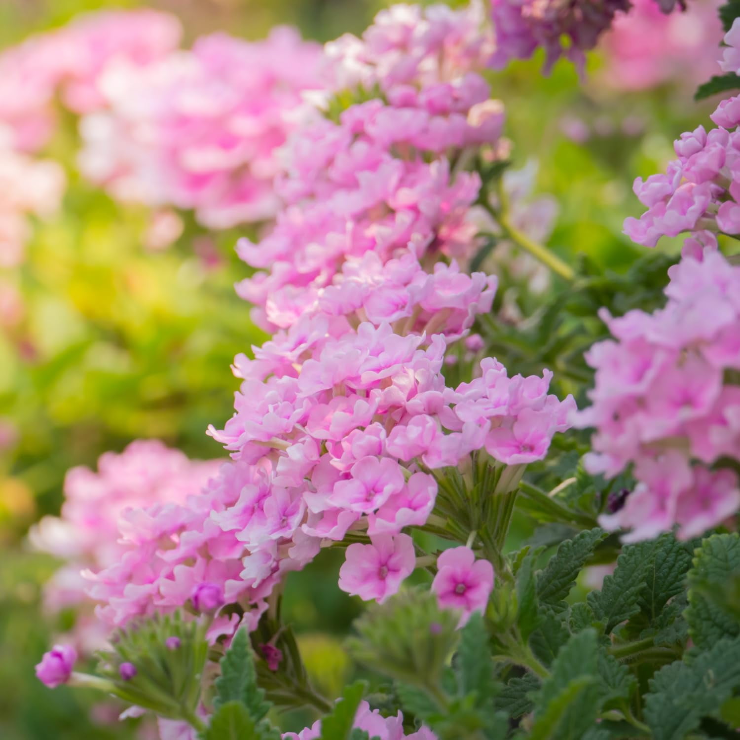 SEBIOLA Phlox Seeds TWE5 500 - Pink Flowering Variety for Borders ...