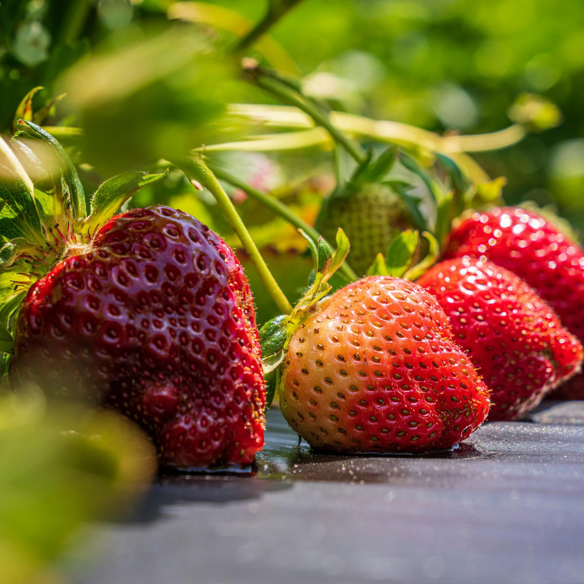 SEBIOLA Strawberry Seeds - Non-GMO Heirloom ITL1 2000 Red Strawberry ...