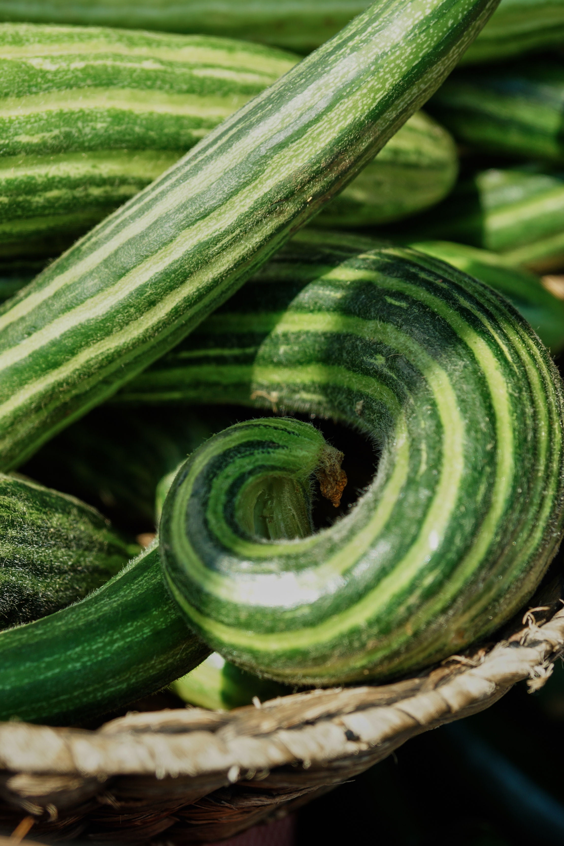 SEED PACK = = 20 Premium Seeds -Armenian Striped Cucumber-Market or ...