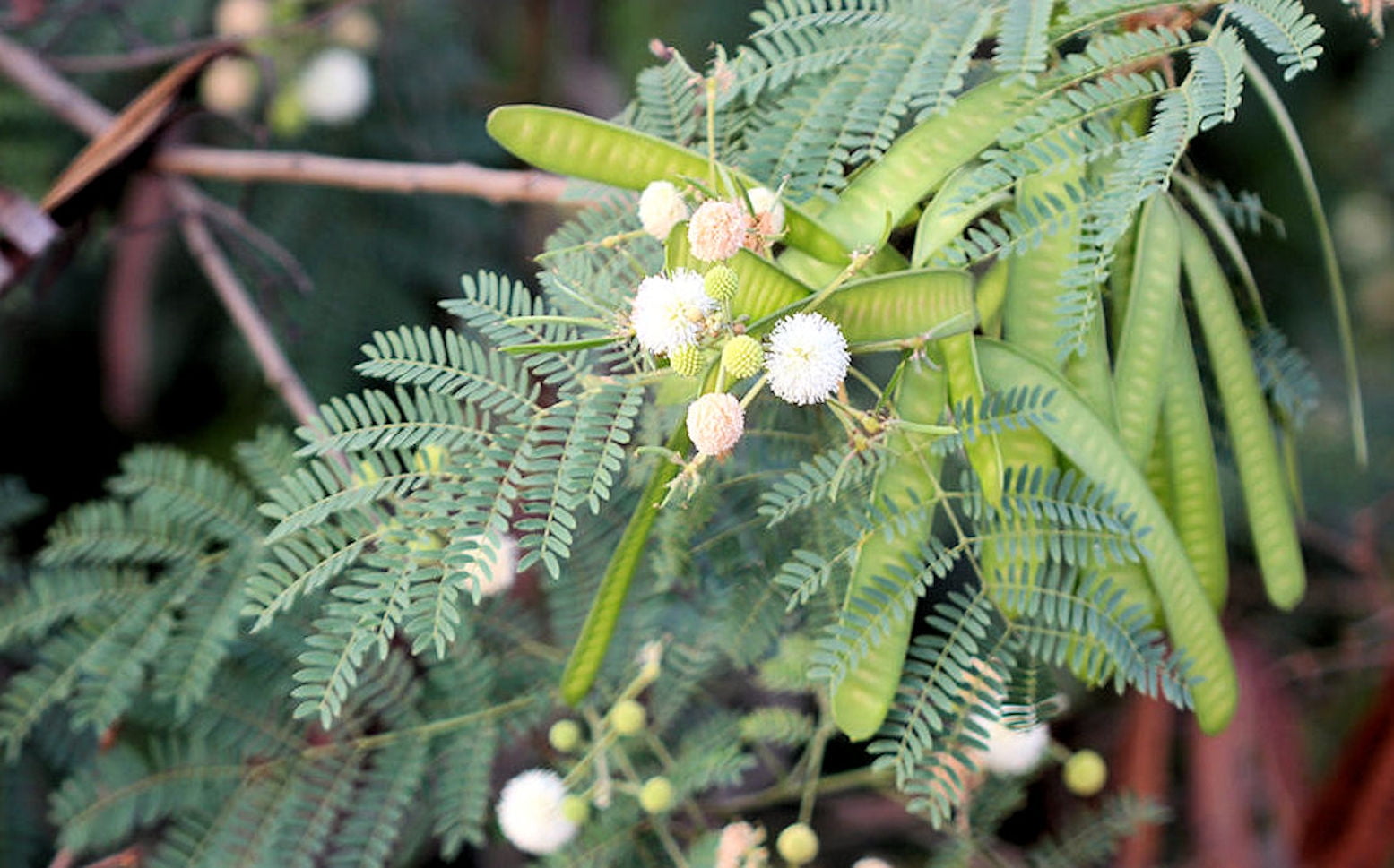 Serendipity Seeds 20 Wild Tamarind Seeds, Leucaena Leucocephala, Rare ...