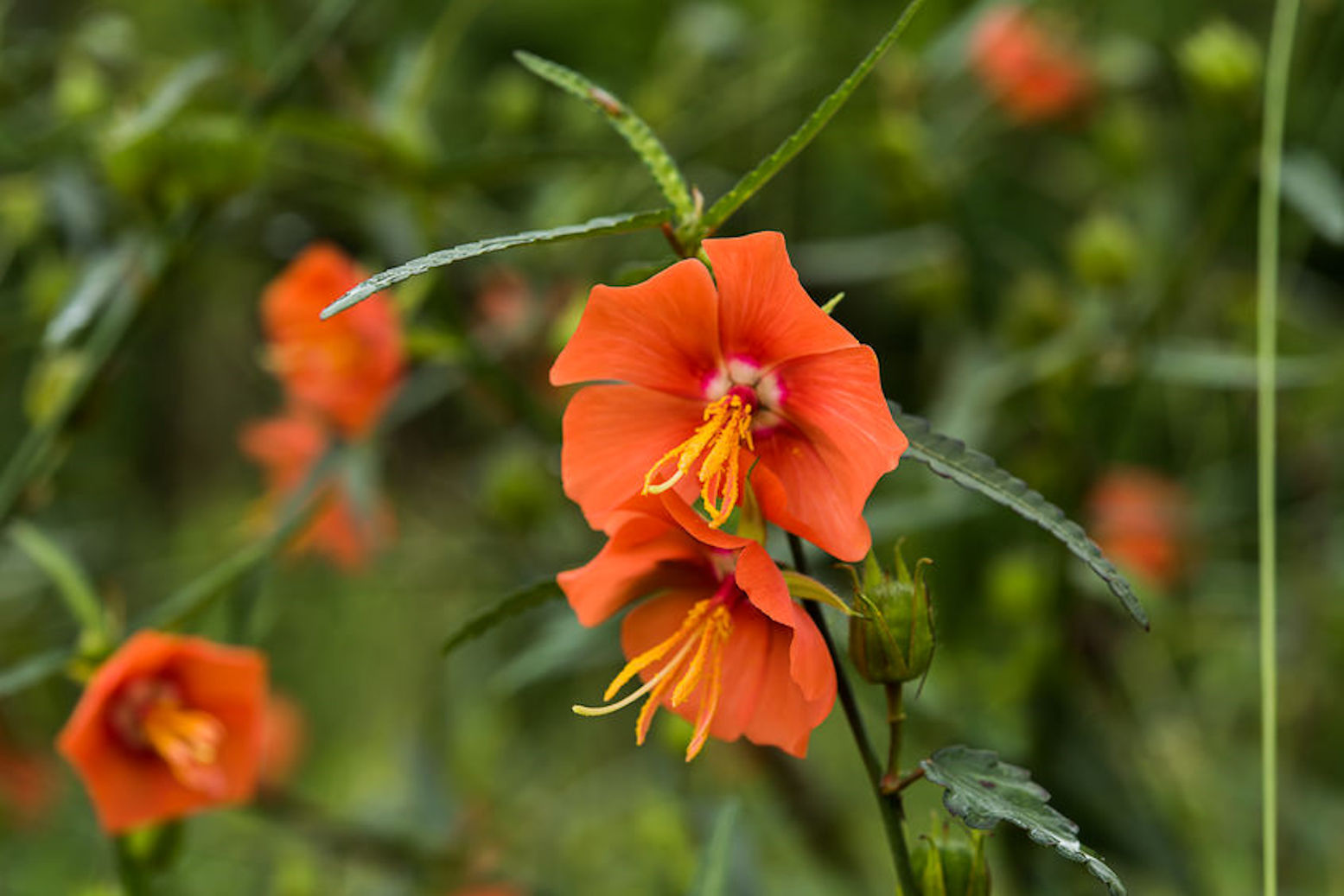 SEEDS = = =10 Seed Pack- Noon Flower- Tropical Deck & Border Gardening ...