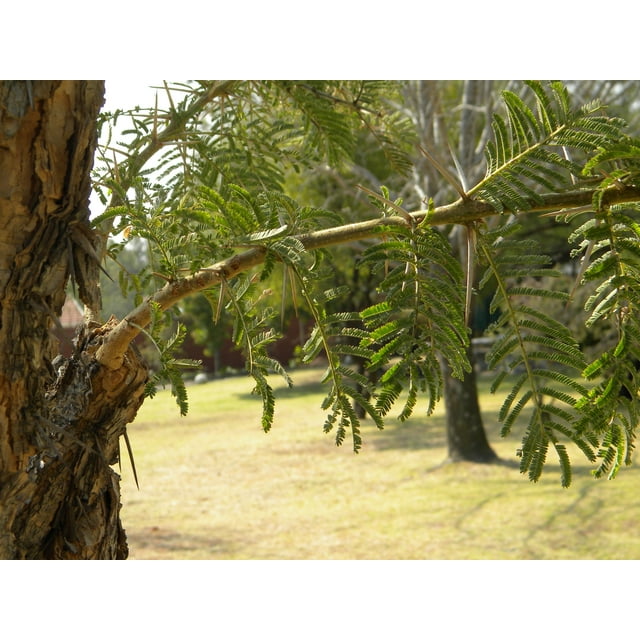 SEEDS = = =10 seeds -Rusty Acacia Tree Seed Pack - - Acacia ferruginea ...