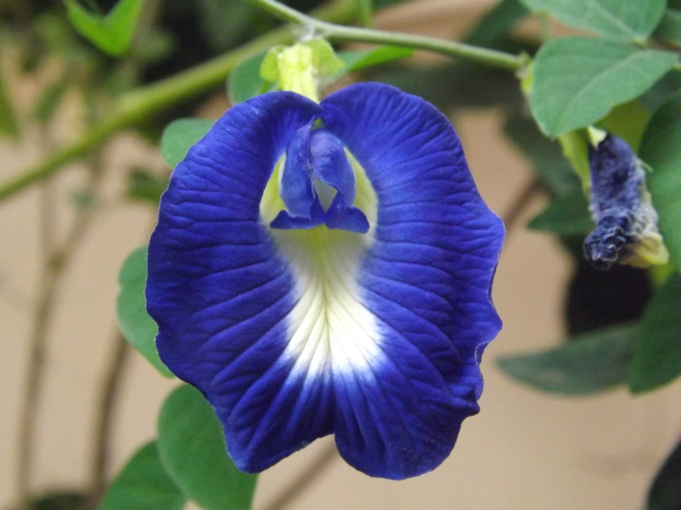 Serendipity Seeds, Blue Butterfly Pea Seeds, 20 Seeds, Tropical Vine ...