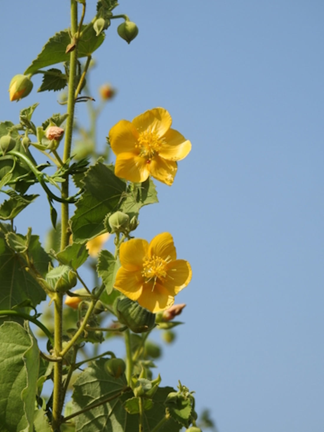 SEEDS --20 seeds -Abutilon -- Ornamental Plant seed Pack- Indian Mallow ...