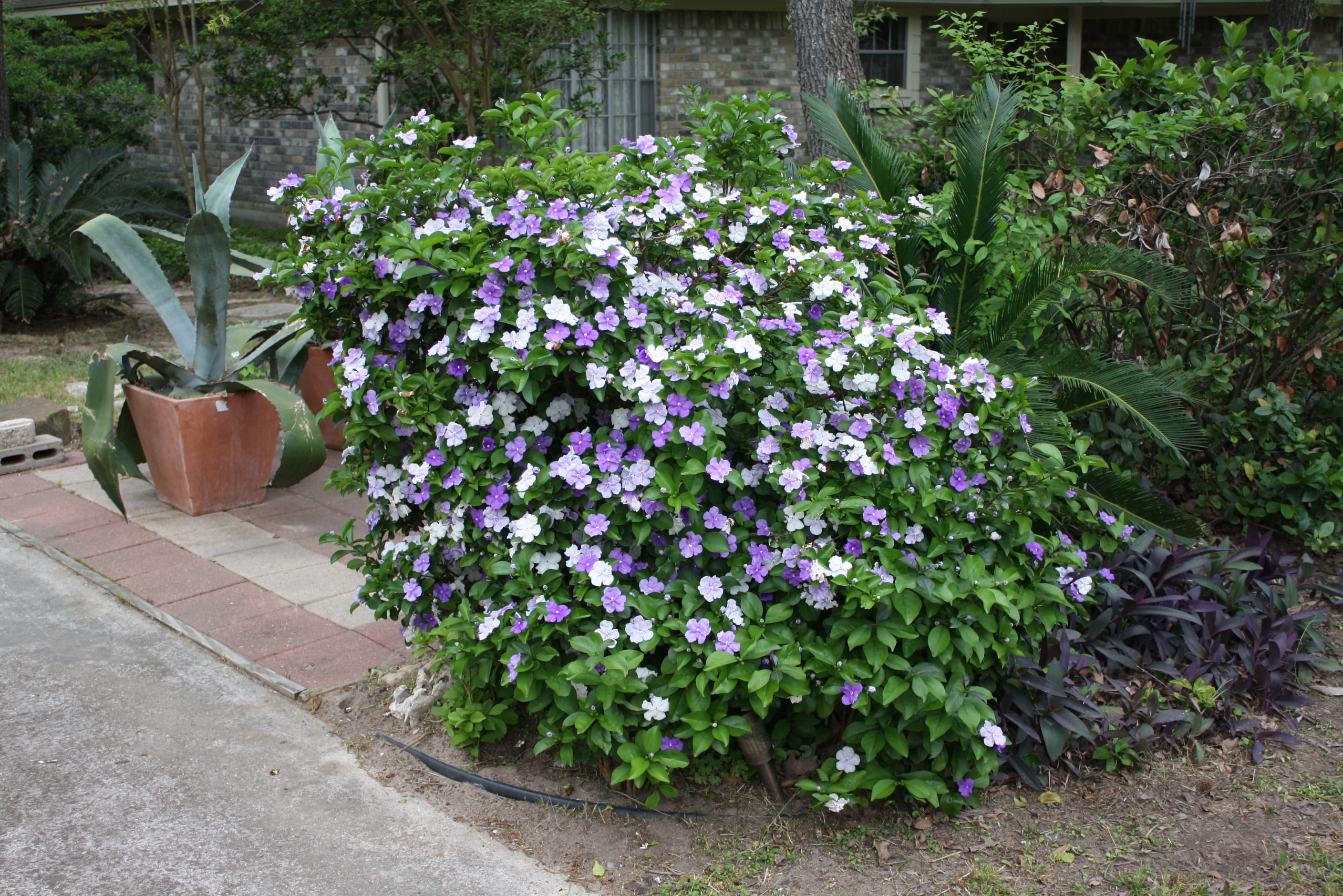 SEEDS = = = 5 Seeds- Brunfelsia pauciflora Floribunda -DWARF Plant ...