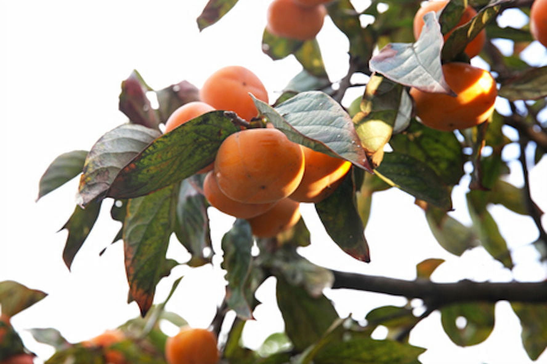 SEEDS = - = 5 Seeds- Mottled persimmon -Tropical Tree seed-RARE -Yellow ...