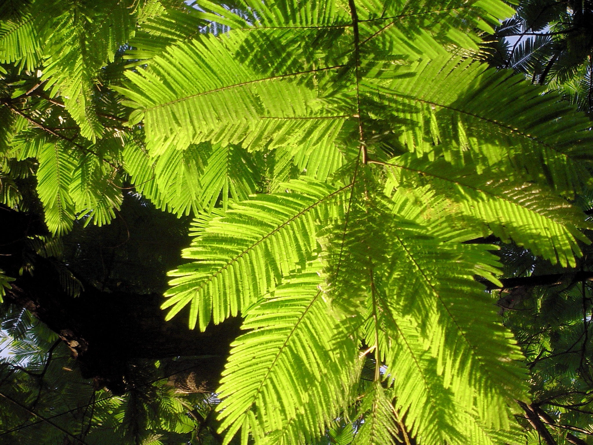 SEEDS == 5 seeds Ear Pod Tree - Plant- Beautiful addition to any ...