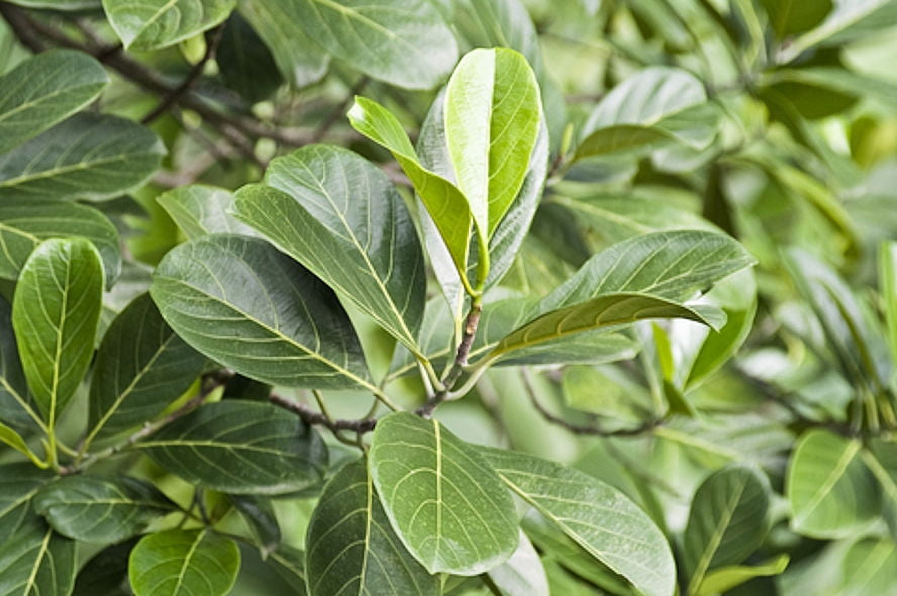 SEEDS -= - Council tree- Rare Fig Tree -20 Seeds Ornamental -- SEED ...