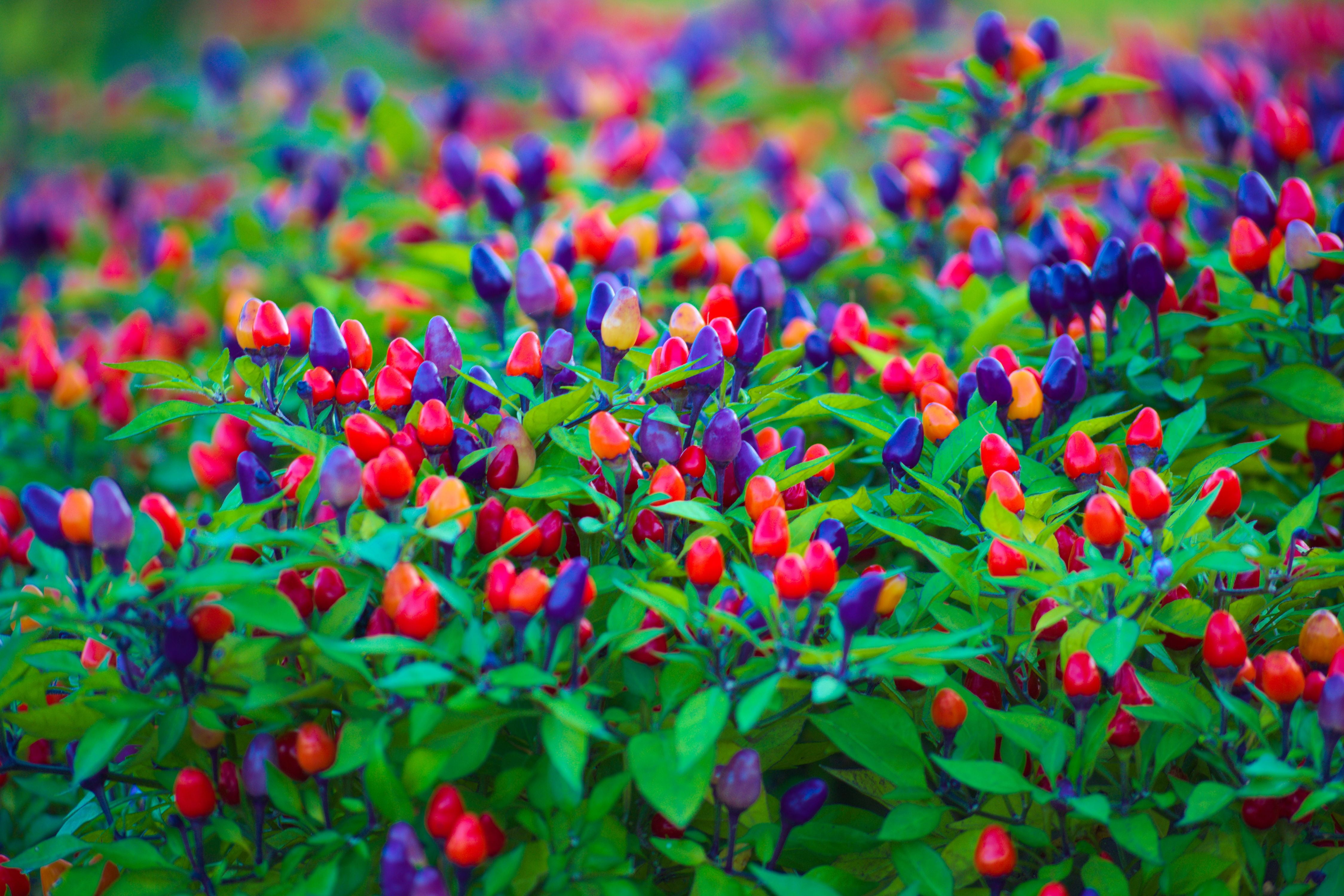 Serendipity Seeds 10 Filius Blue Pepper Plant Seeds, Heirloom - Walmart.com