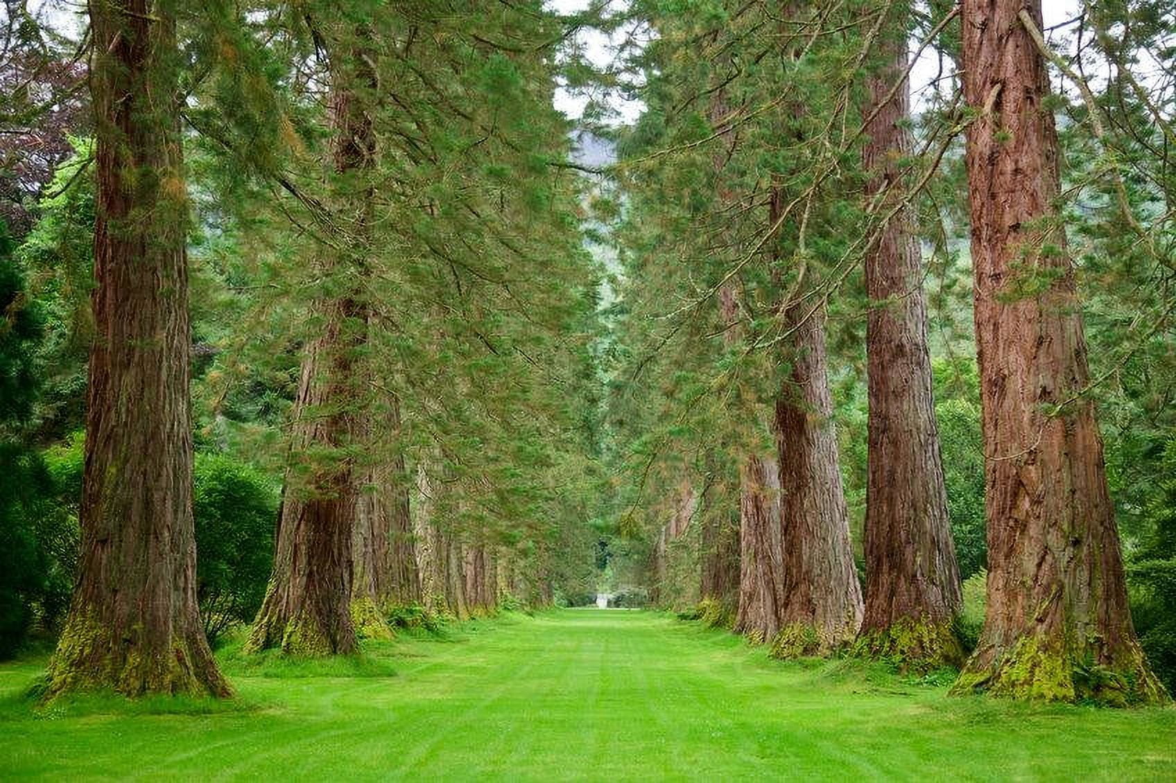 SEEDS = = =Giant Sequoia Tree -10 Seeds -Sequoiadendron giganteum ...