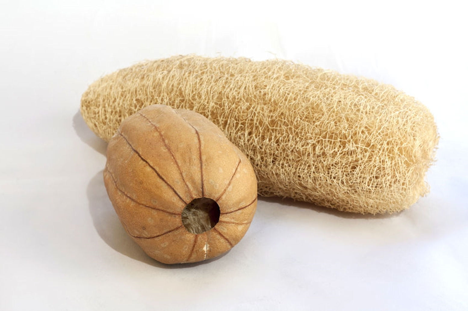 SEEDS = =Indian Luffa -10 Seed Pack- Natural Non GMO -Dry Fruit and Use ...