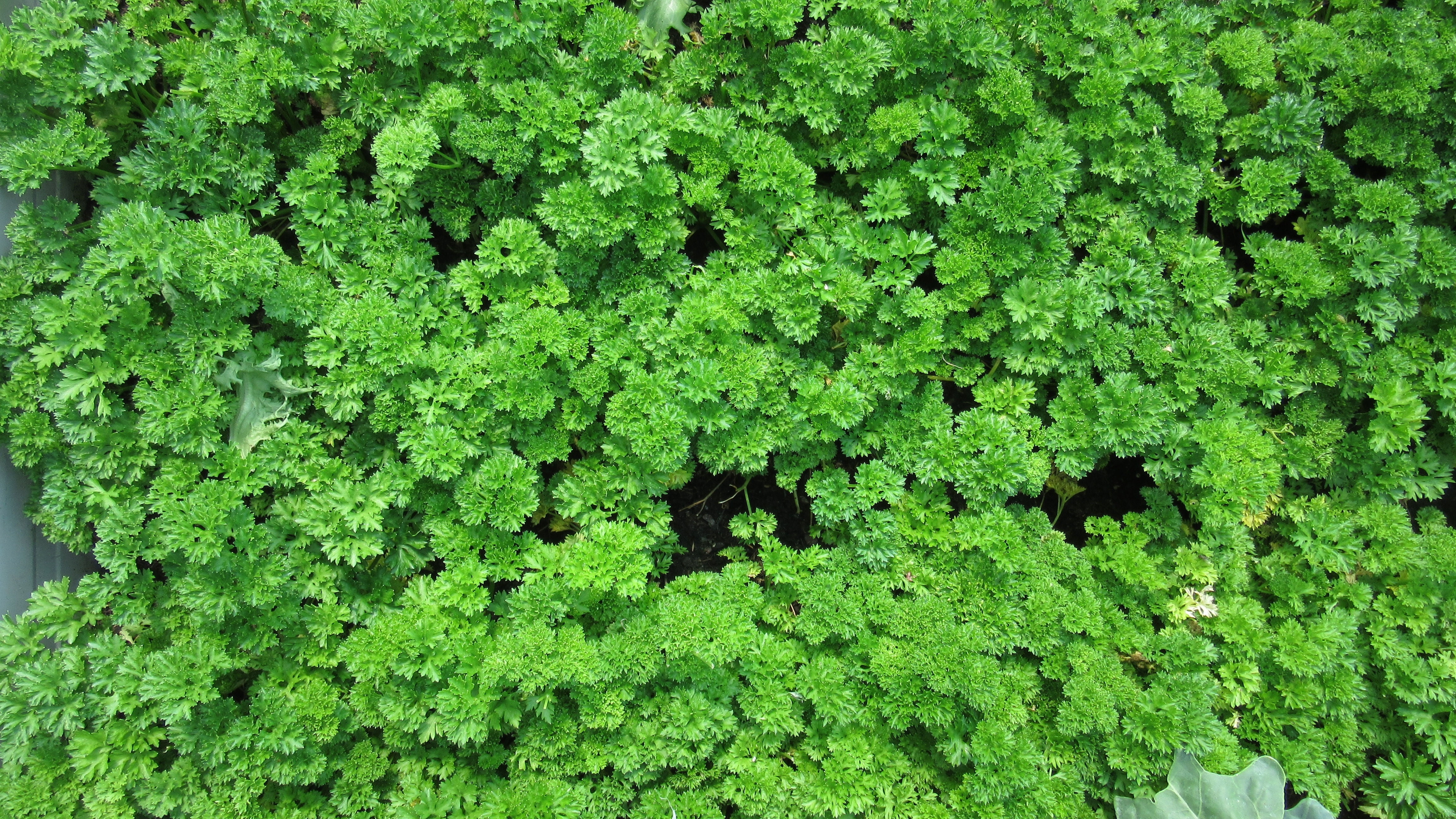 SEEDS = = Moss Curled Parsley -100 seeds- Garden Herb - Seed Pack ...