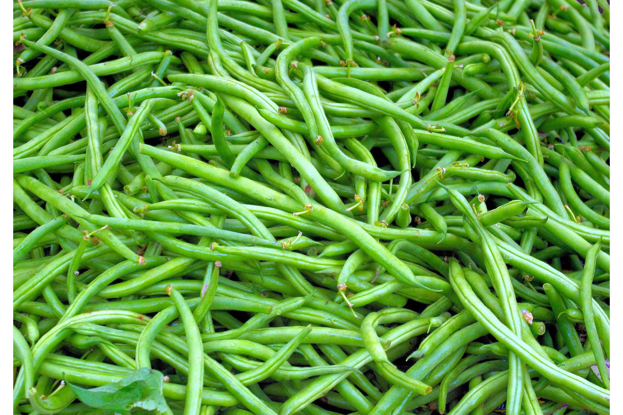 SEEDS = = Tenderette Bush Bean- 25 seeds - 5-6 inch pods No Staking ...