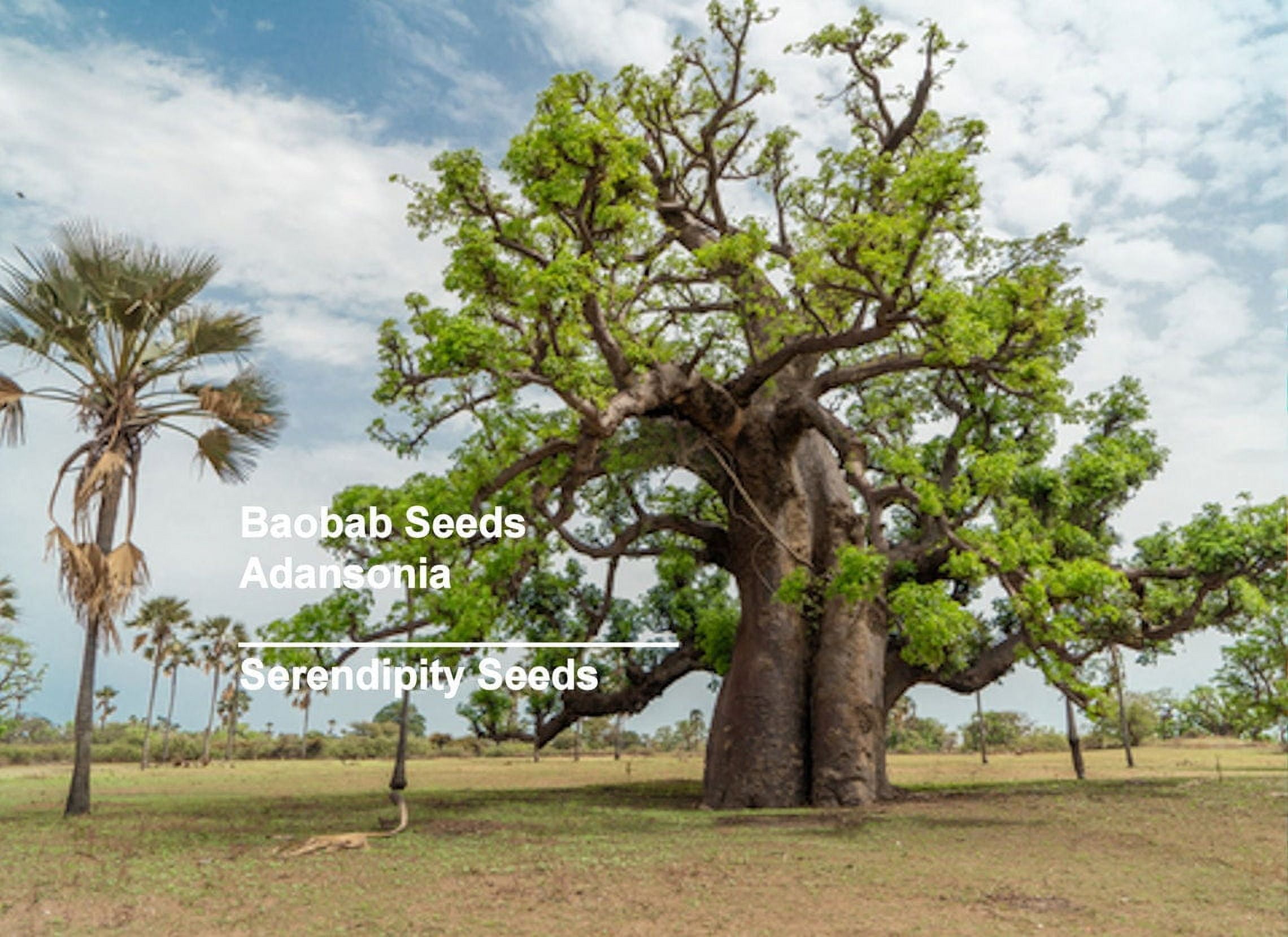 SEEDS - Tropical Seeds -Baobab Tree- 5 Seeds -Rare -Good for Tropical ...