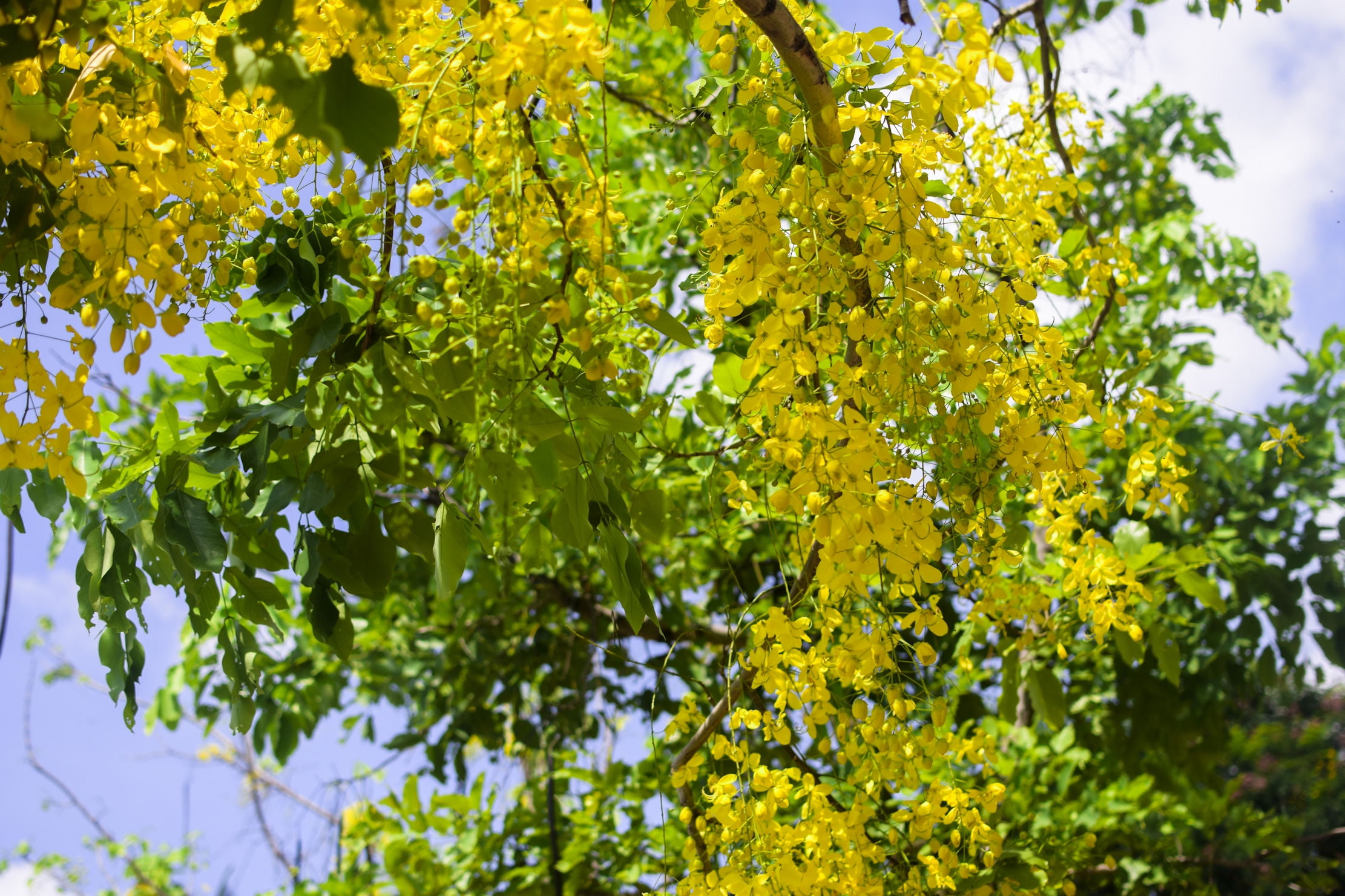 SEEDS= = =Yellow Shower Tree-10 Seeds- Tropical Plant Seed Pack ...