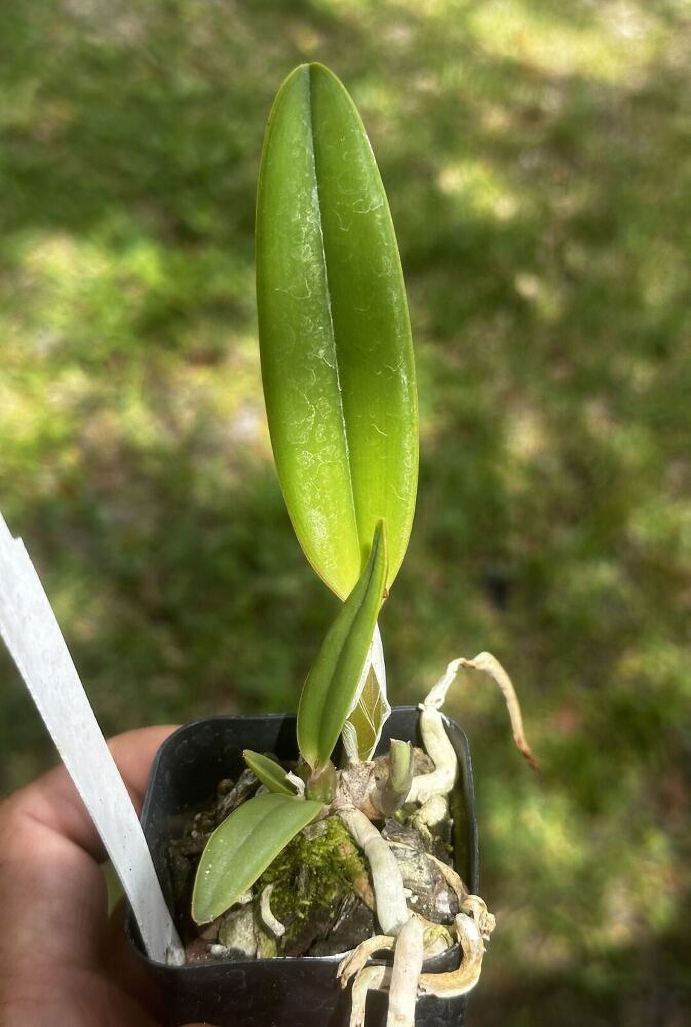 SELECT SALE - RARE FORM CATTLEYA ORCHID SPECIES percivaliana coerulea 2 ...