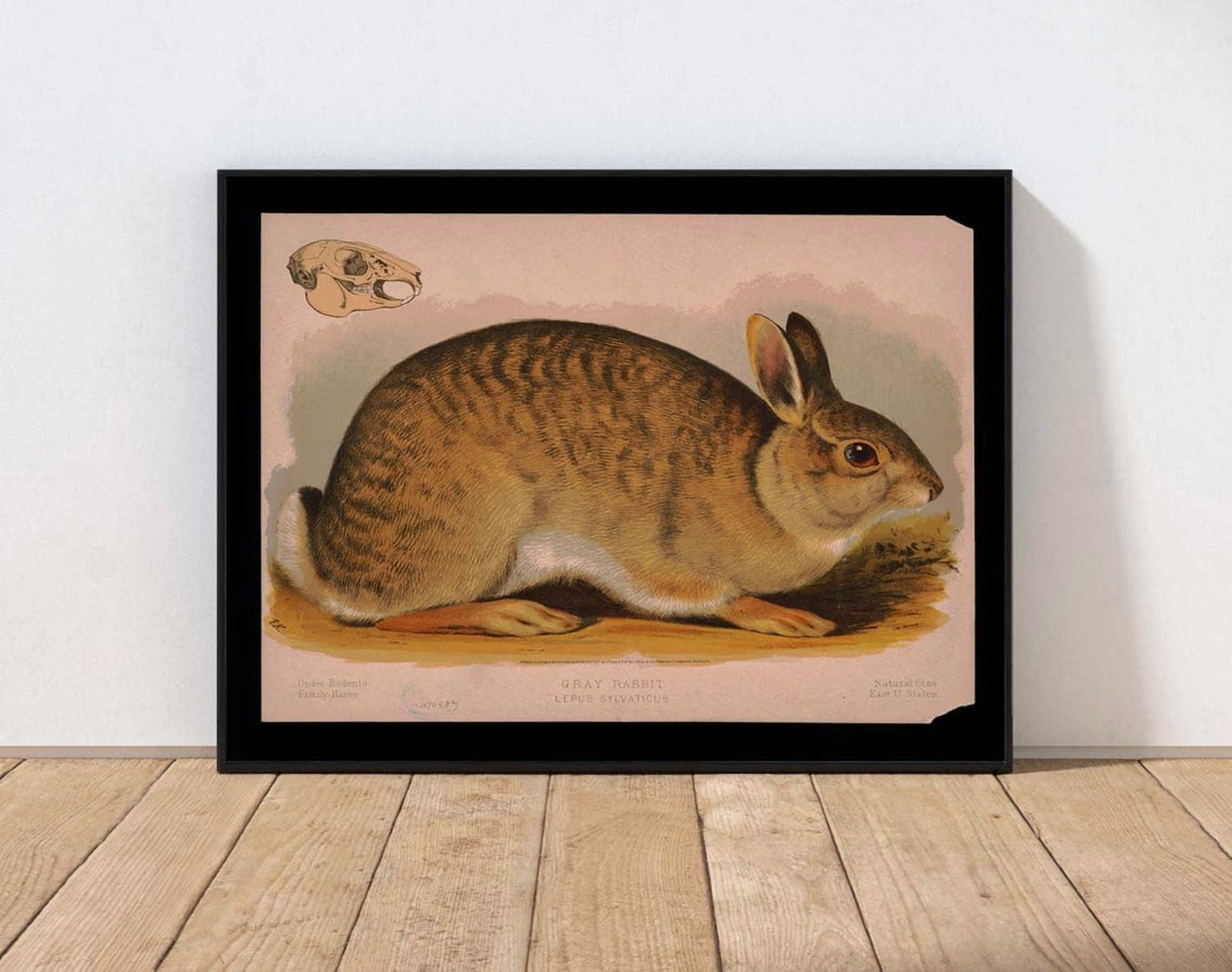 SEPT Hare Rabbit Vintage Antique Print Wall Art Rustic Farmhouse ...