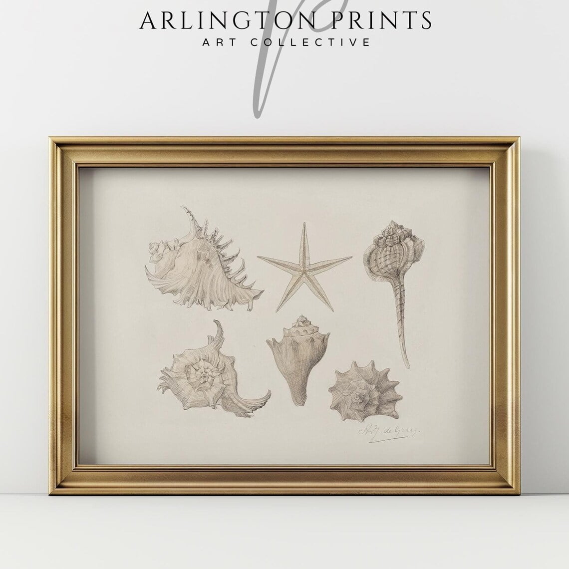 SEPT Neutral Coastal Shells Wall Art, Vintage Seashells Sketch Drawing ...