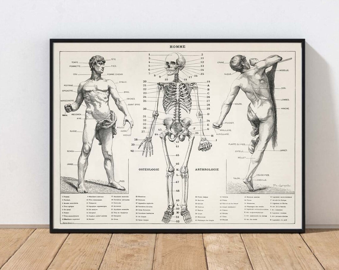 SEPT Vintage Anatomy Chart Poster Wall Art Print Medical Medicine ...