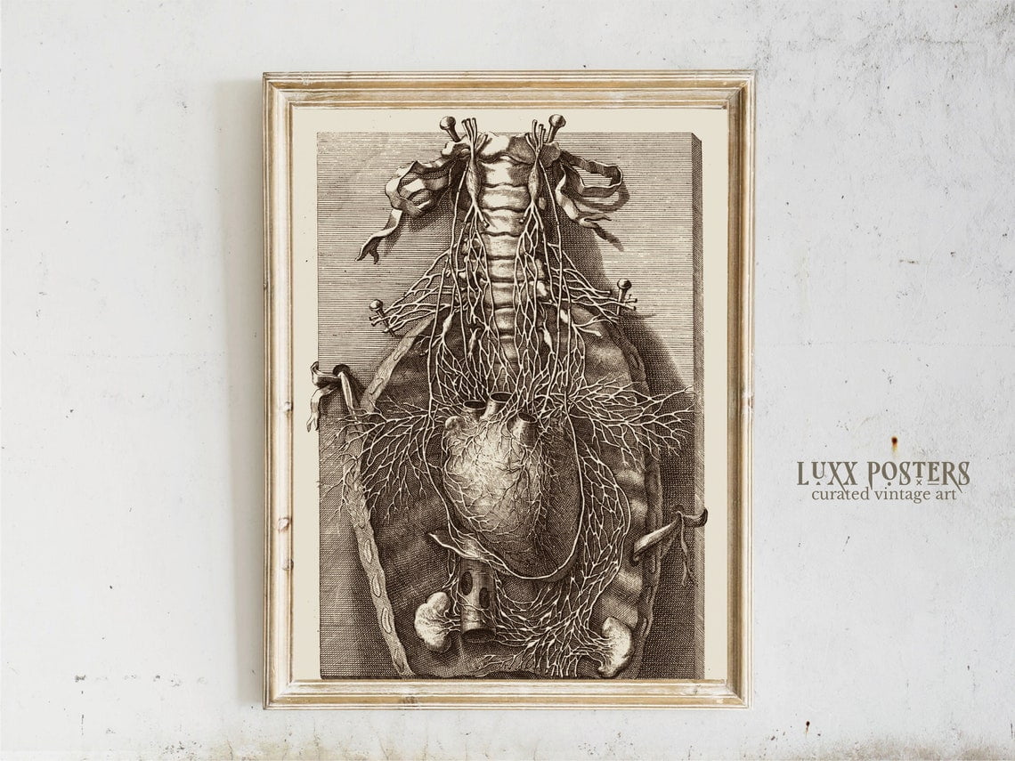 SEPT Vintage Heart Anatomy Prints Cardiologist Gift Medical Art Vintage ...
