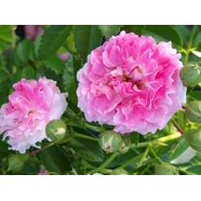 Heirloom Roses Pink Rose Bush - The New Dawn Plant , Live Fragrant ...