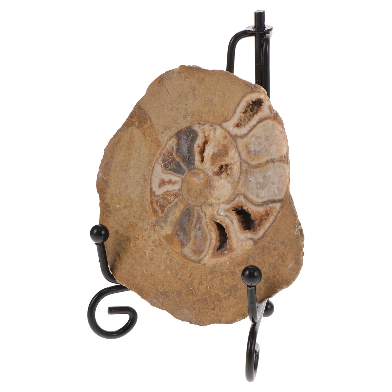 SEWCHICS 1 Set Ammonite Specimen for Home Decor and Display 3.93X3.14X2 ...