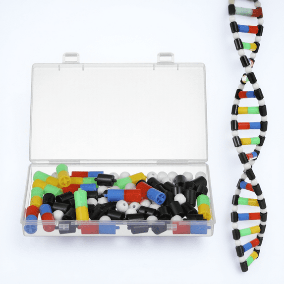SEWOART Dna And Structure Kit Dna Model Multi-Colored Plastic 1Pack ...