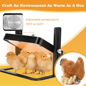 Chick Heat Lamps in Chicken Supplies - Walmart.com