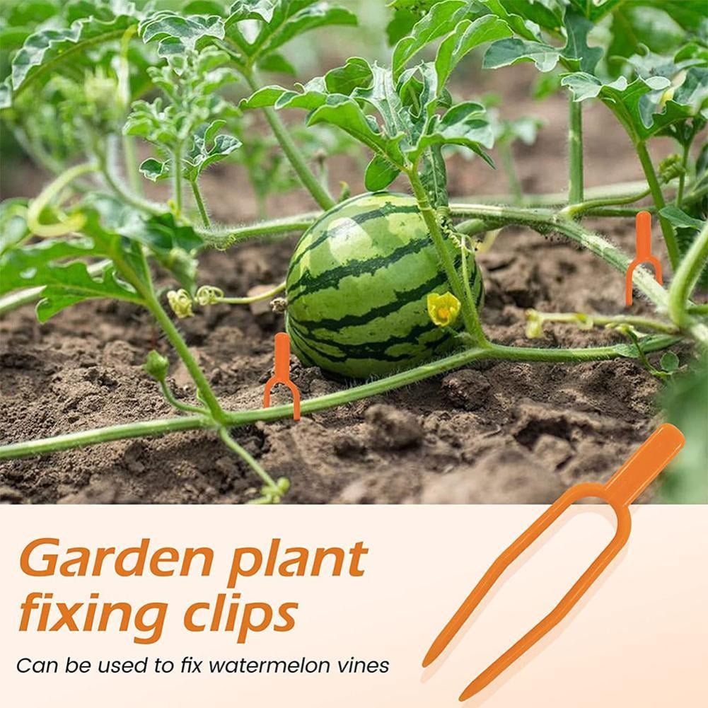 SHAPERME 50Pcs Plant Stem Stolon Fixator 50Mm/65Mm Garden Strawberry ...