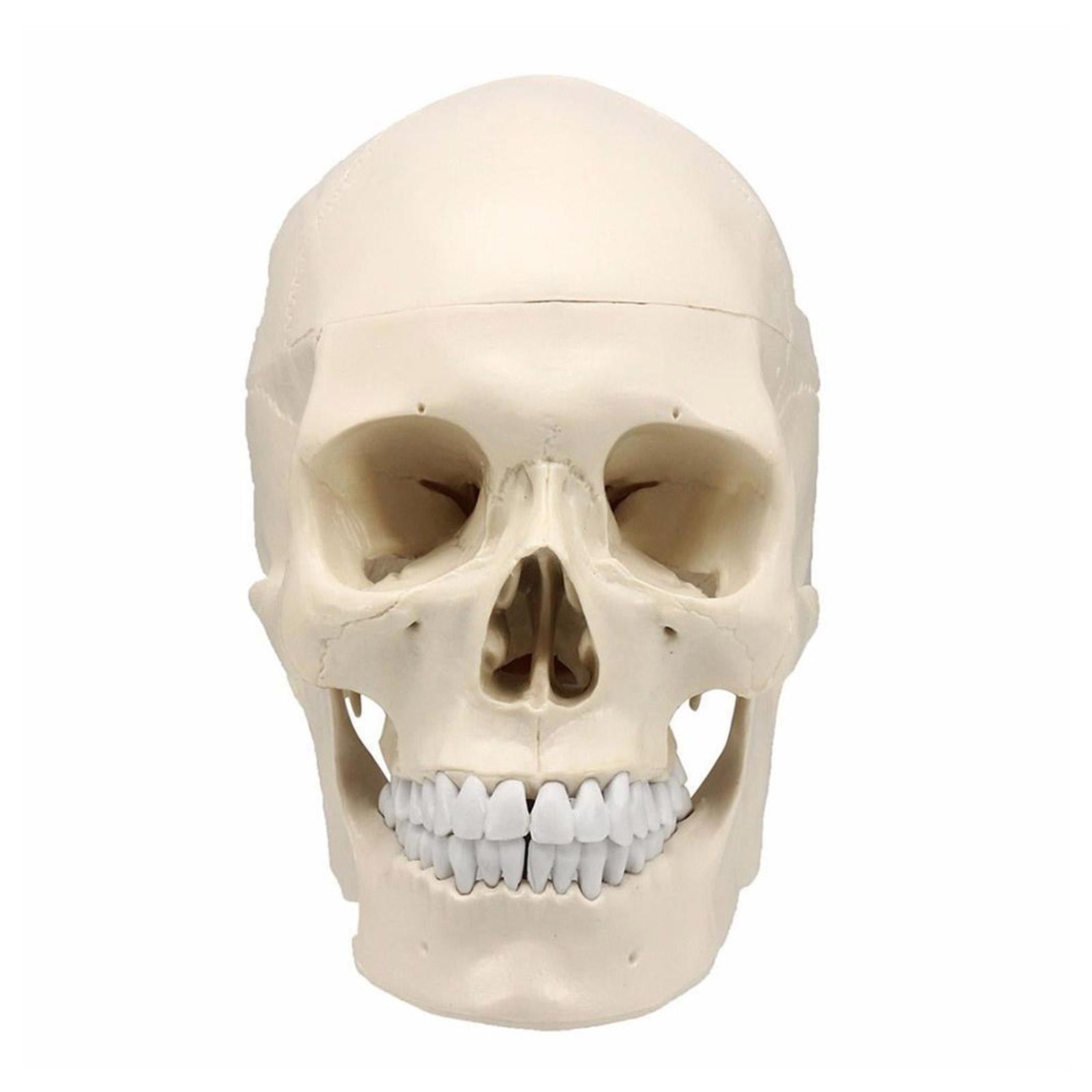 SHAPERME Life Size Human Amical Amy Resin Head Bone Skull Teaching ...
