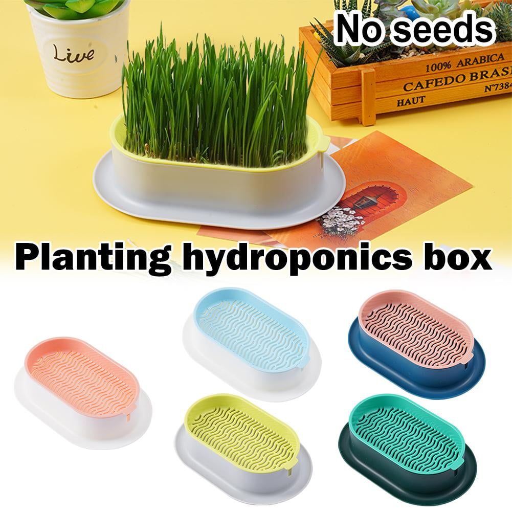 SHAPERME Puleyun Soilless Cat Grass Planting Bowl for Kittens ...