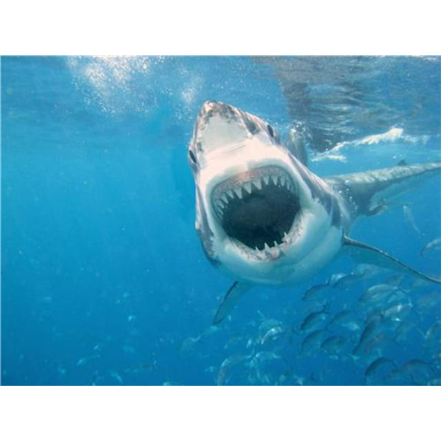 SHARK ATTACK GLOSSY POSTER PICTURE PHOTO great white tiger blue mako ...