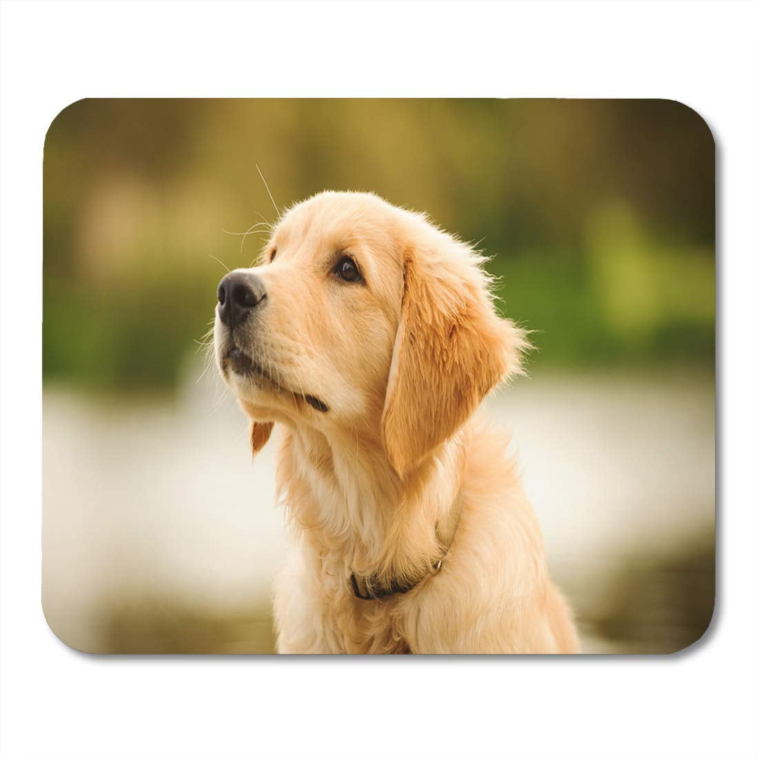SIDONKU Dog Golden Retriever Puppy Head Shot Young Domestic Mousepad ...