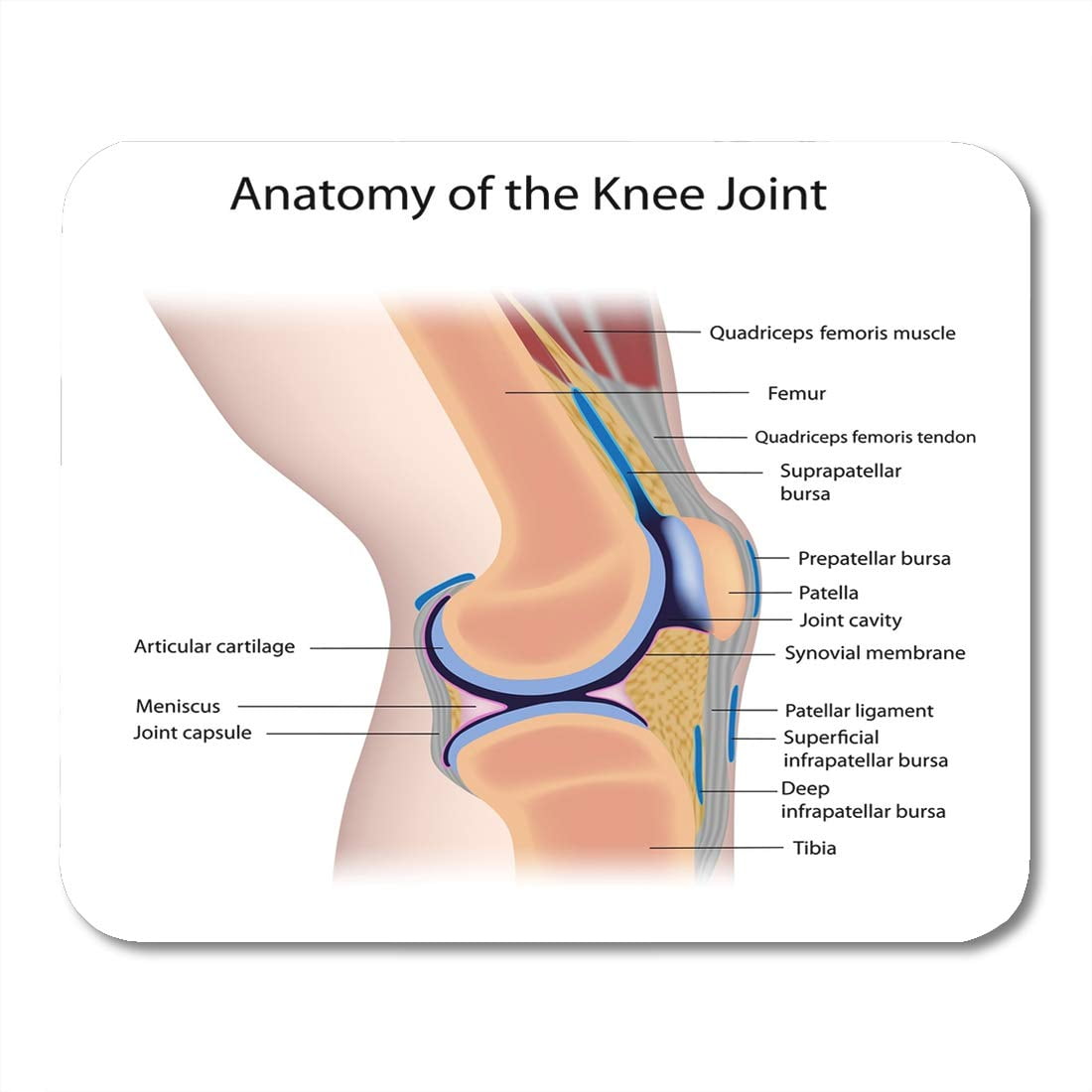 SIDONKU Pain Patella Knee Joint Anatomy Labeled Muscle Leg Human ... SIDONKU Pain Patella Knee Joint Anatomy Labeled Muscle Leg Human ...