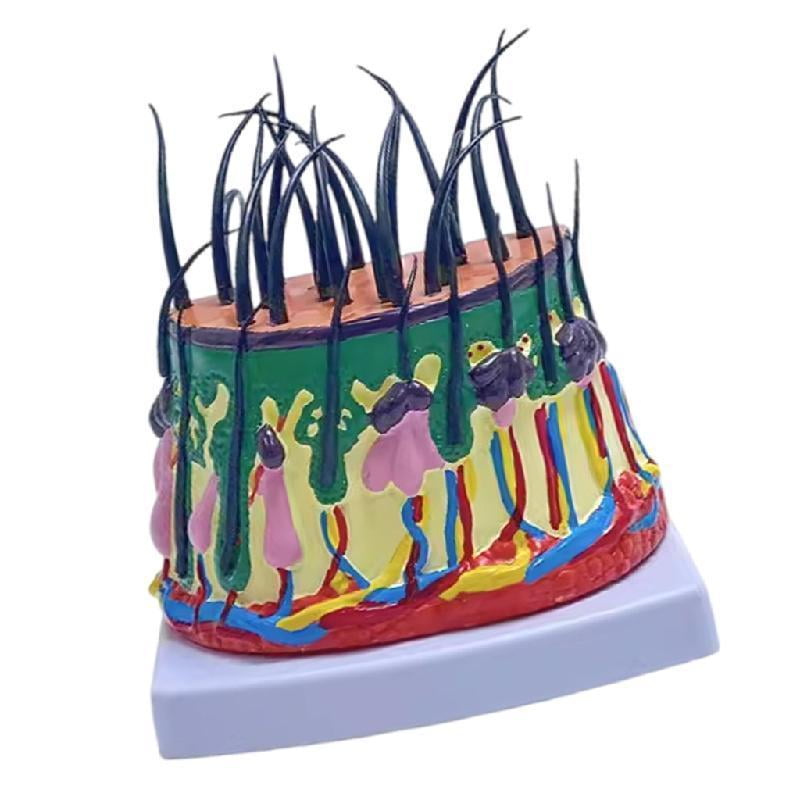 SIEYIO 50X Enlarged Scalp Anatomical Model Scalp Model Teaching ...