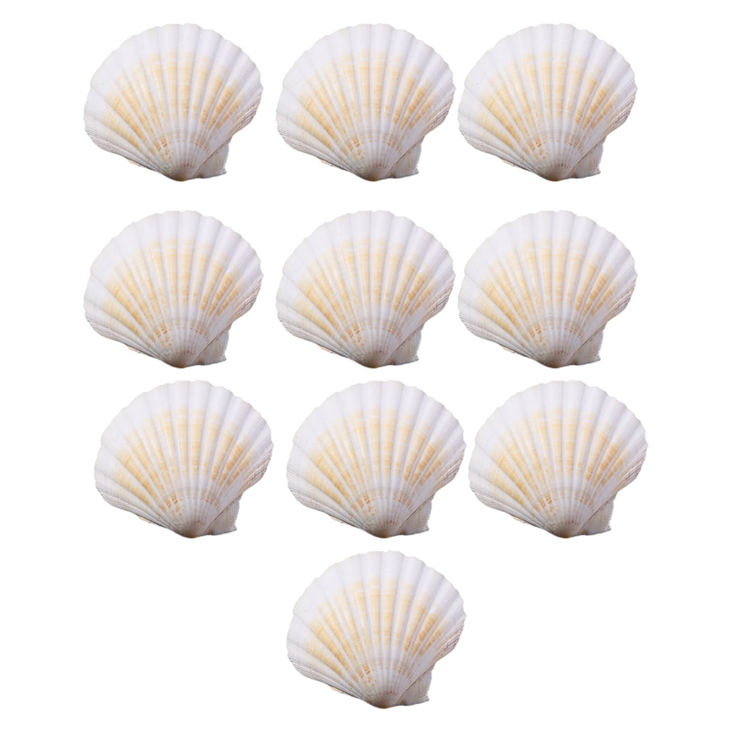 SIEYIO Bulk 10 Pieces Natural Scallops Shells for Elegant Craft ...