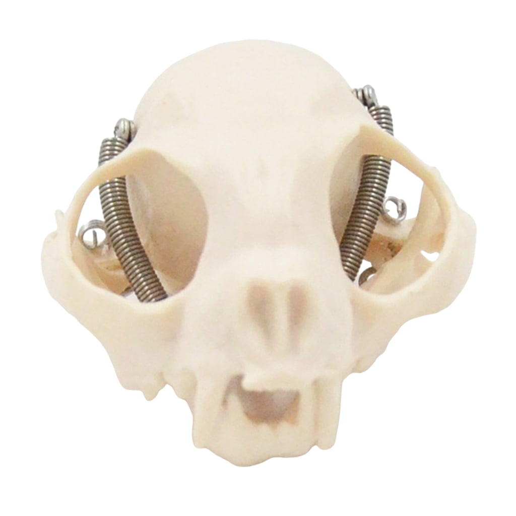 SIEYIO Cats Head Anatomy Model Realistic Cats Head Skeleton Model ...