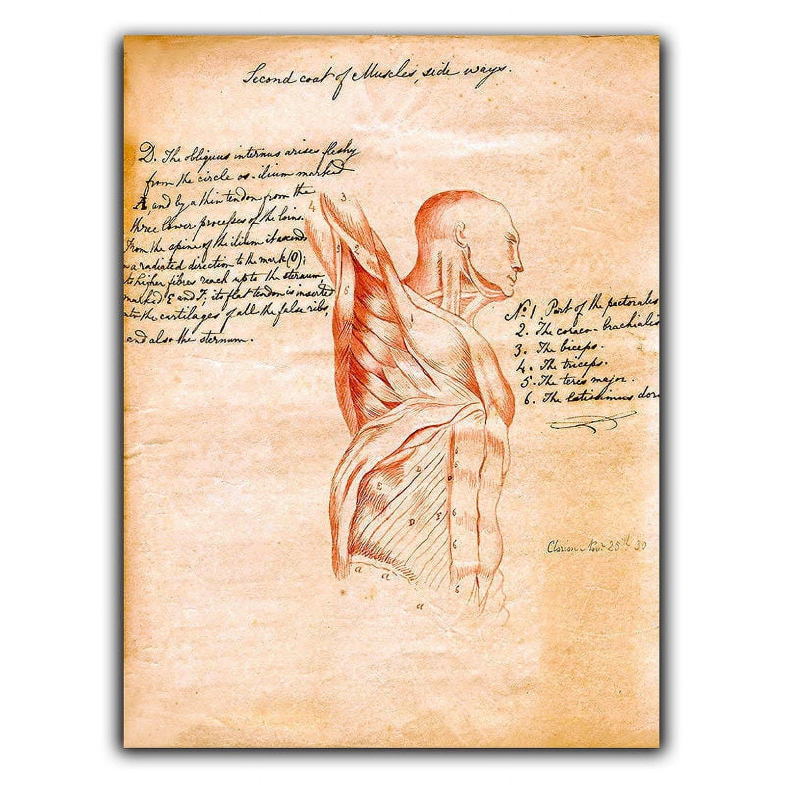 SIGN Metal Aluminium PLAQUE HUMAN MUSCLES TORSO Vintage Print Surgery ...