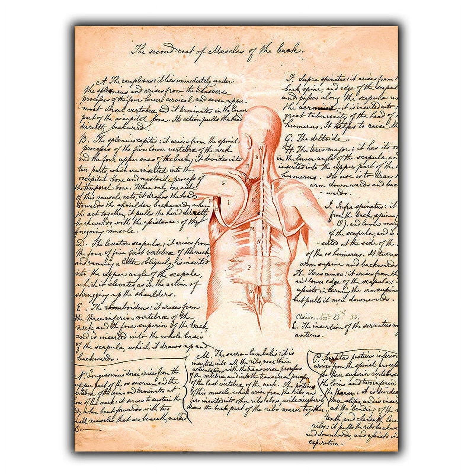 SIGN Metal Aluminum WALL PLAQUE MUSCLES OF THE BACK Vintage Print ...