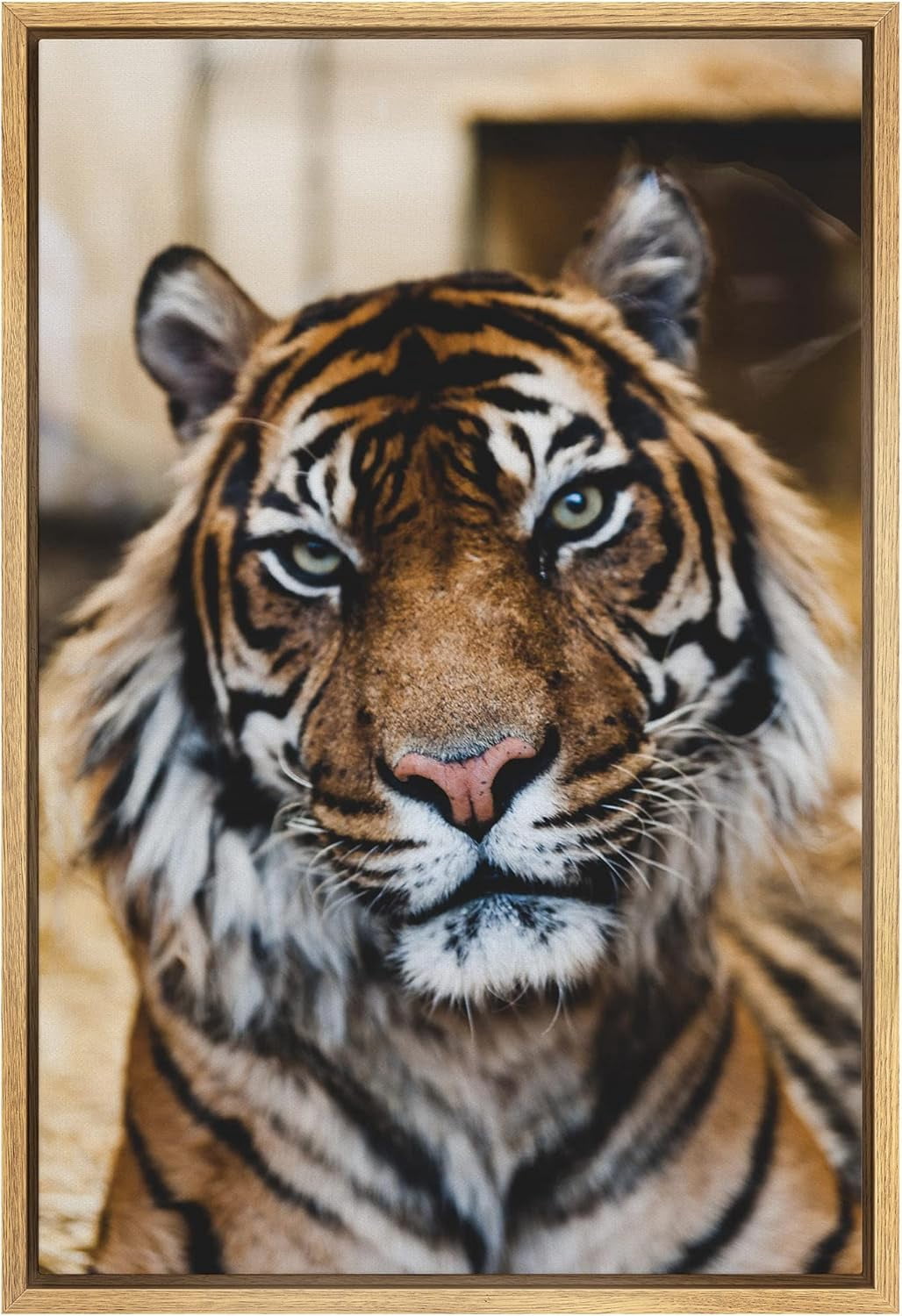 SIGNWIN Framed Canvas Wall Art Tiger Animals Chic Dramatic Lion Living ...