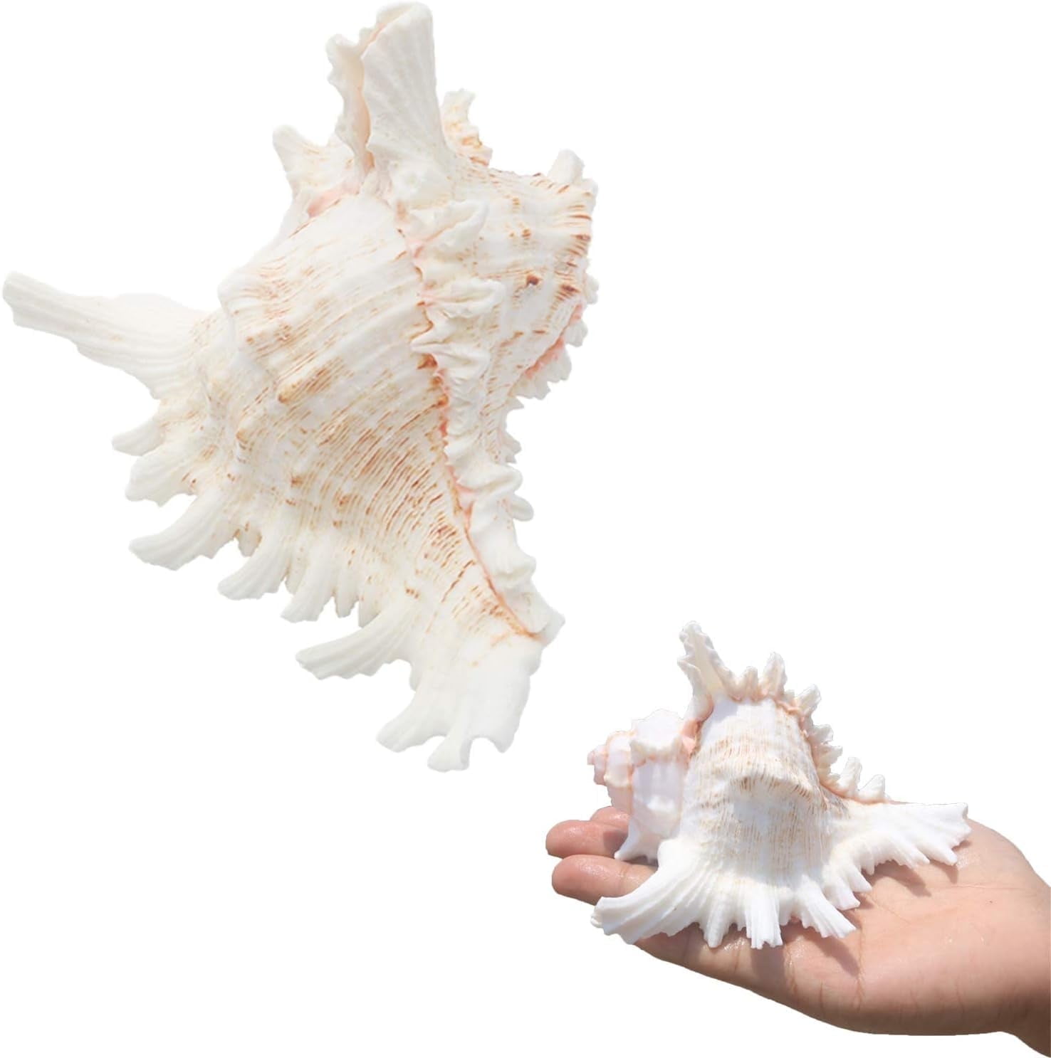 Sinkoo 2Pcs Large Conch Shell White Real Natural Seashells 4-5.3 inch ...