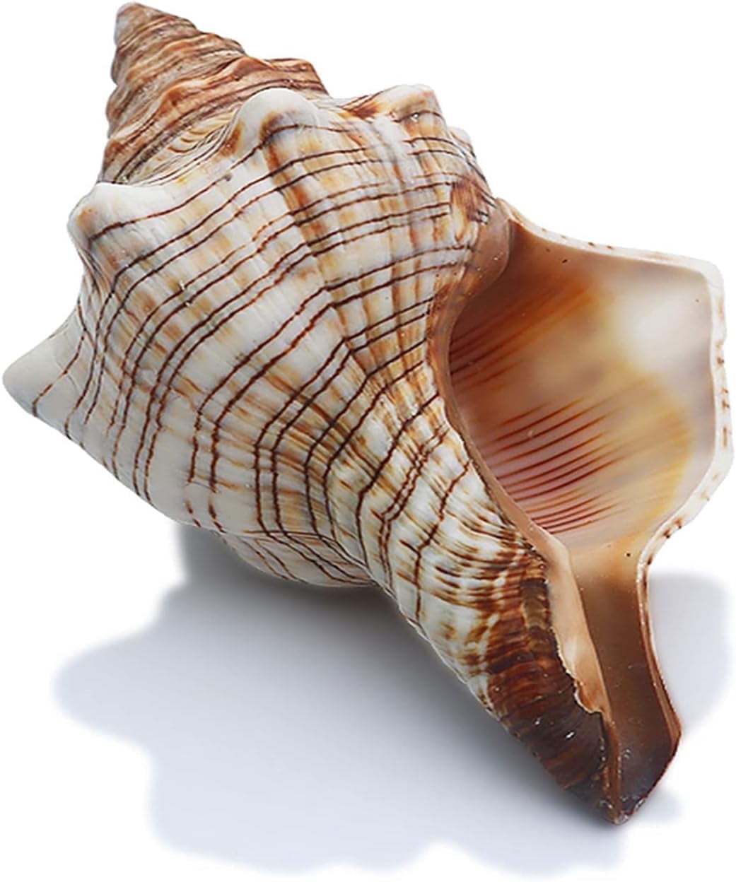 Sinkoo Giant Sea Conch Shell 6"-7" Extra Large Natural Seashells Sea ...