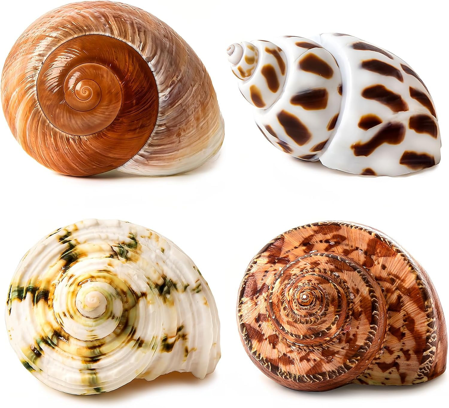 SINKOO 4 PCS Large Hermit Crab Shells 2~3.5Inch Natural Hermit Crab ...