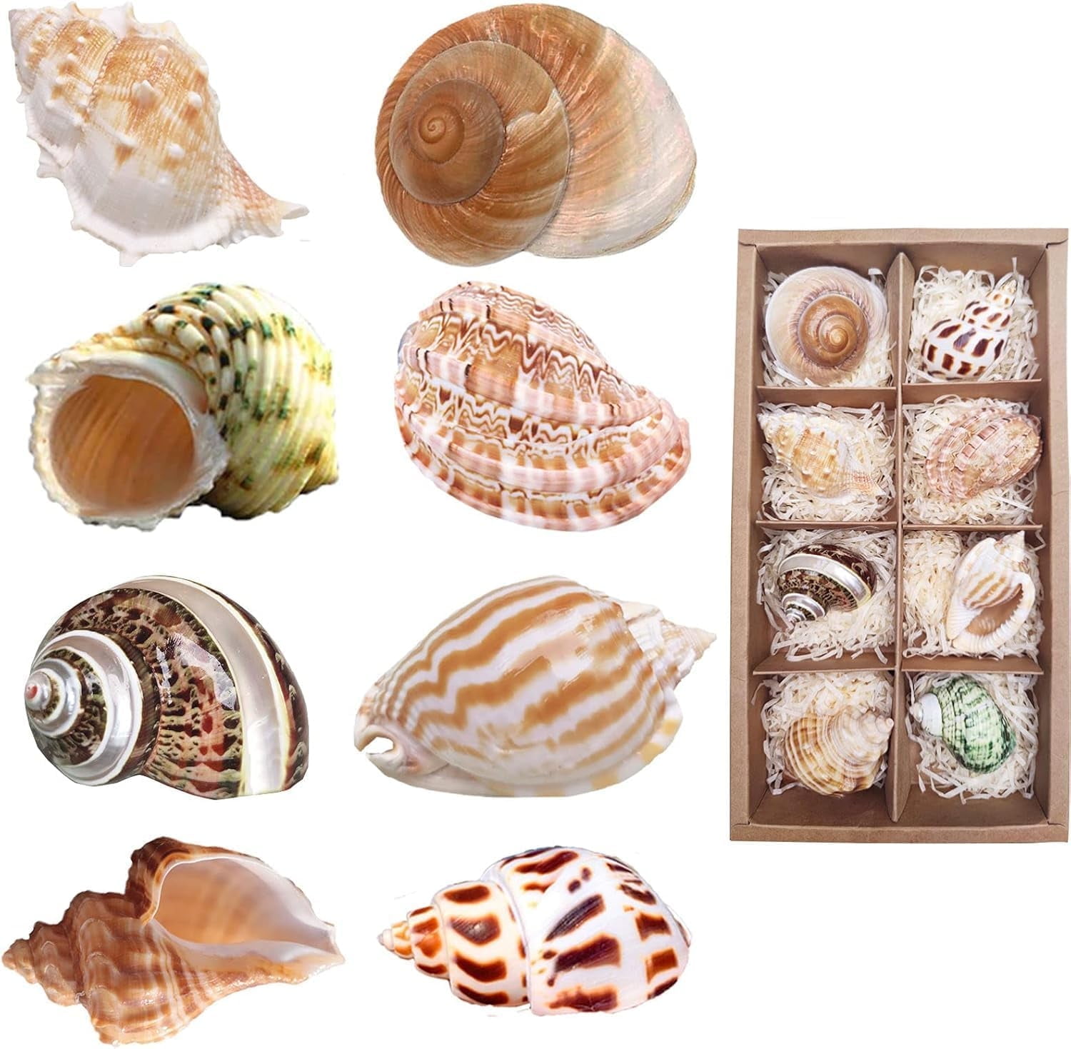 Sinkoo 8 Pcs Hermit Crab Shells Medium to Large Growth Turbo Seashells 1"-2" Openning Size ...