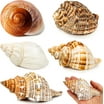 Decorative Natural Conch Sea Shell - Garden Quality 6"-8", Imperfect ...